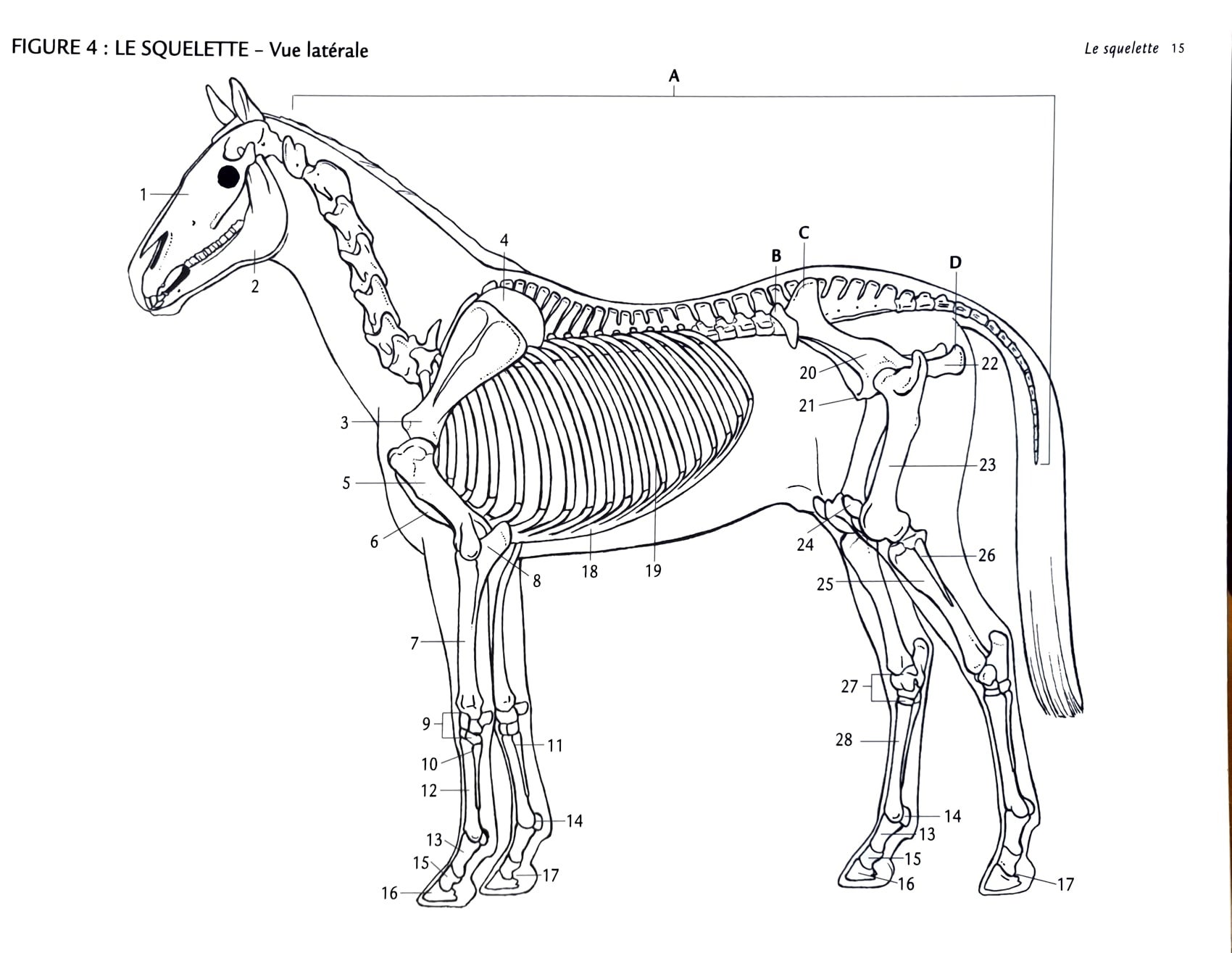 Anatomie du cheval - Le squelette - Kahoot! Quiz
