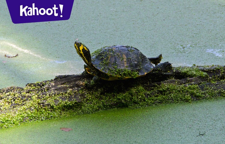 Wildlife ID Reptile Amphibian Fish SC FFA CDE - Kahoot! Quiz