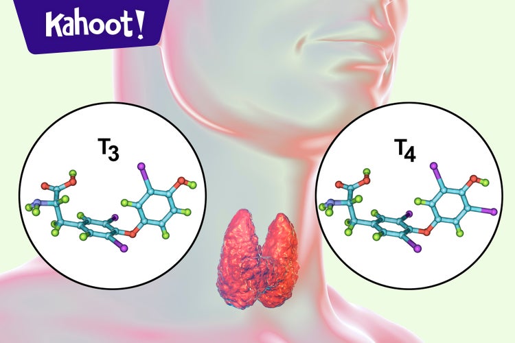 Endocrine Review - Kahoot! Quiz