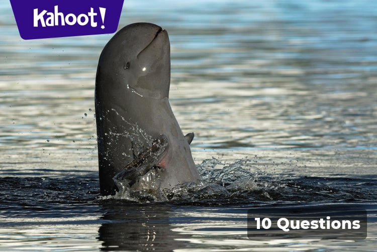 Subtracting Ocean Numbers (K.CC.A.1) - Kahoot! Quiz