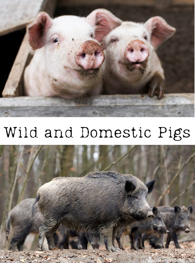 Wild and Domestic Pigs - Understanding Taxonomy - Kahoot! Course