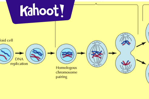 Cell Cycle, Mitosis, + Meiosis - Kahoot! Quiz