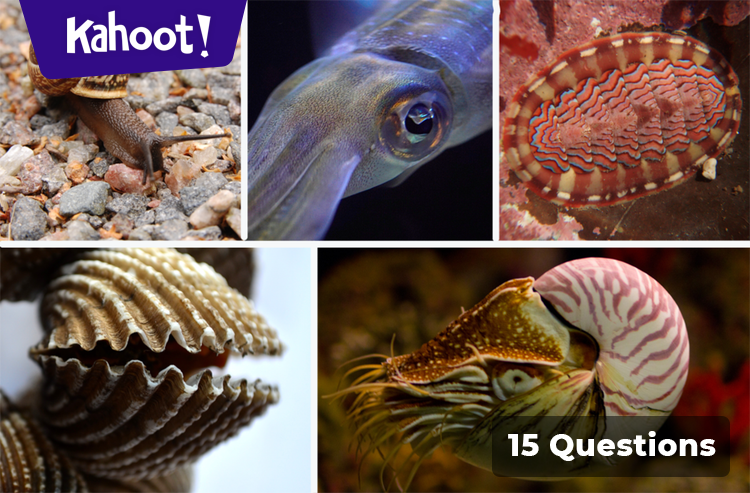Life Science: Mollusks - Kahoot! Quiz