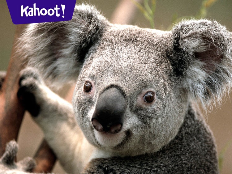 Combined: Las vacaciones + ¿Qué hiciste de vacaciones? + Preterito ...