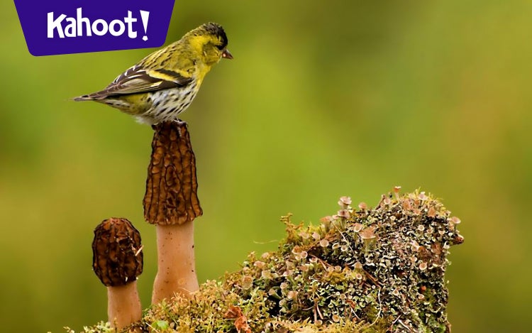 Ecosystems - Kahoot! Quiz