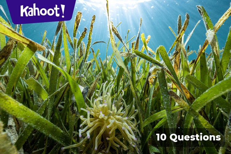 How Marine Habitats Defend our Planet - Kahoot! Quiz