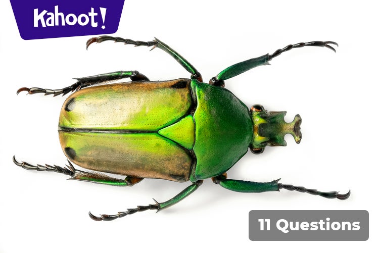 Baby animals - Kahoot! Quiz