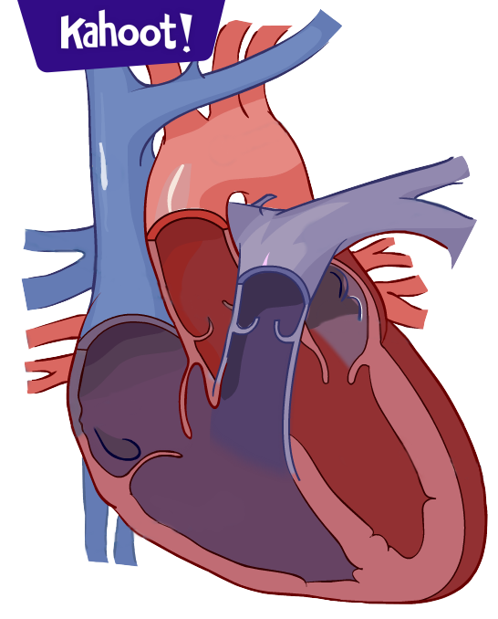 Cardiovascular Exam II Part 1 - Kahoot! Quiz