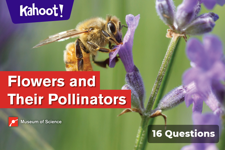 Flowers and Their Pollinators - Kahoot! Quiz