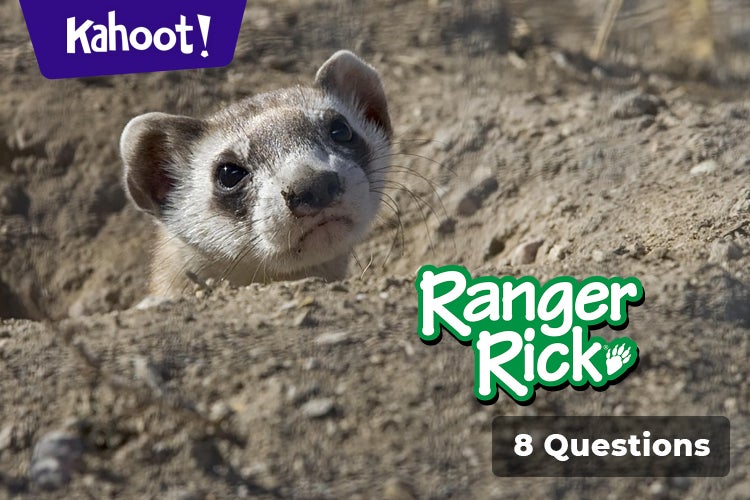 Black-Footed Ferret Scientists: Discover North America's Rarest Wild ...