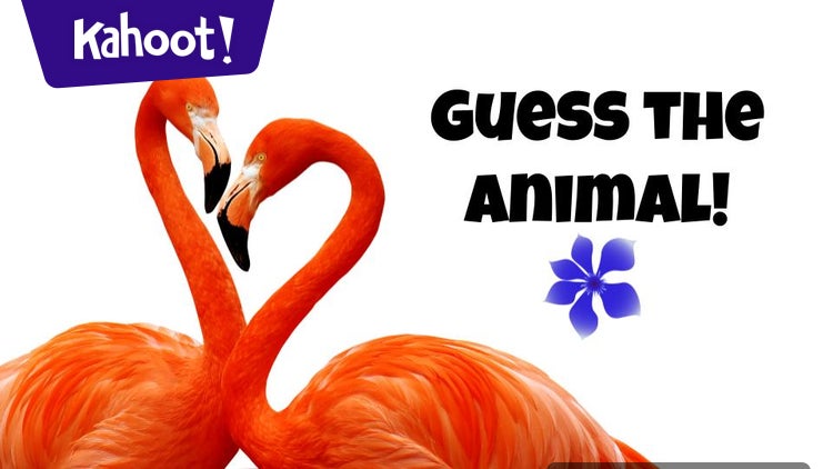 Guess the Animal - Kahoot! Quiz