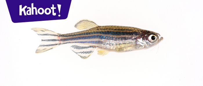 ALAT 31: Fish - Kahoot! Quiz