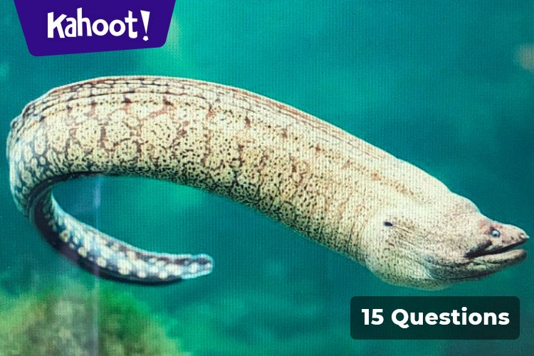 Weird animals - Kahoot! Quiz