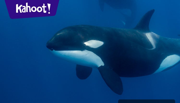 Numbers: Ocean edition - Kahoot! Quiz