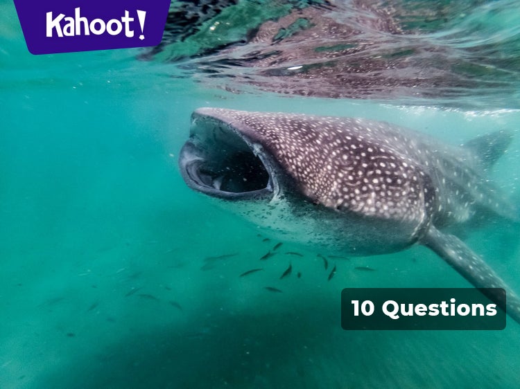 Name that fish! - Kahoot! Quiz