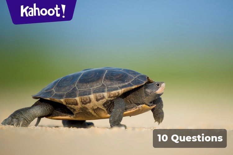 Turtle walk. QUIZ - Kahoot! Quiz