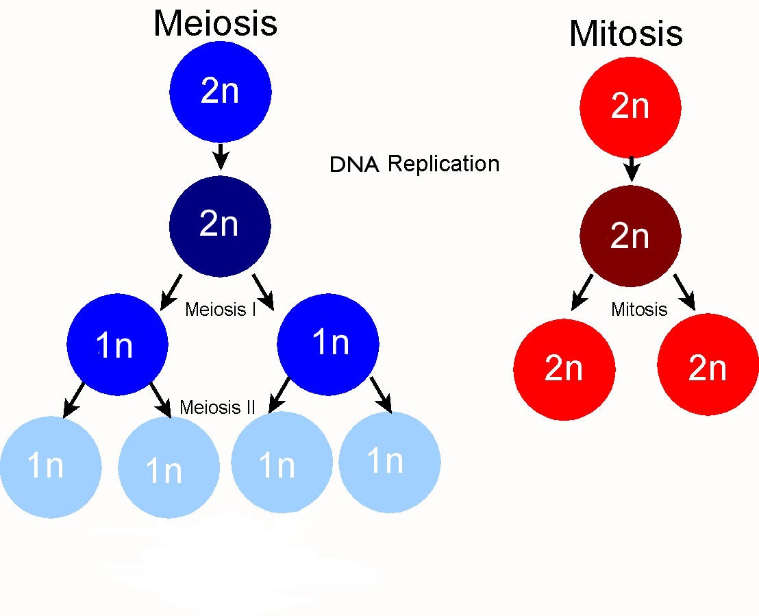 Mitosis & Meiosis - Kahoot! Quiz