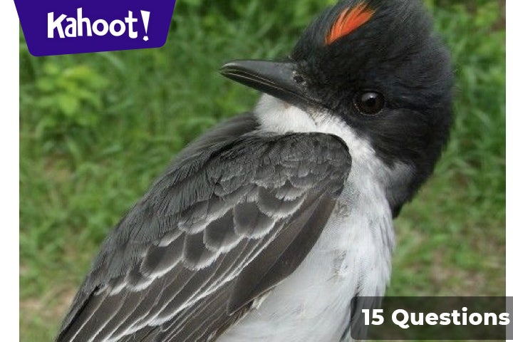 Birds 2 - Kahoot! Quiz