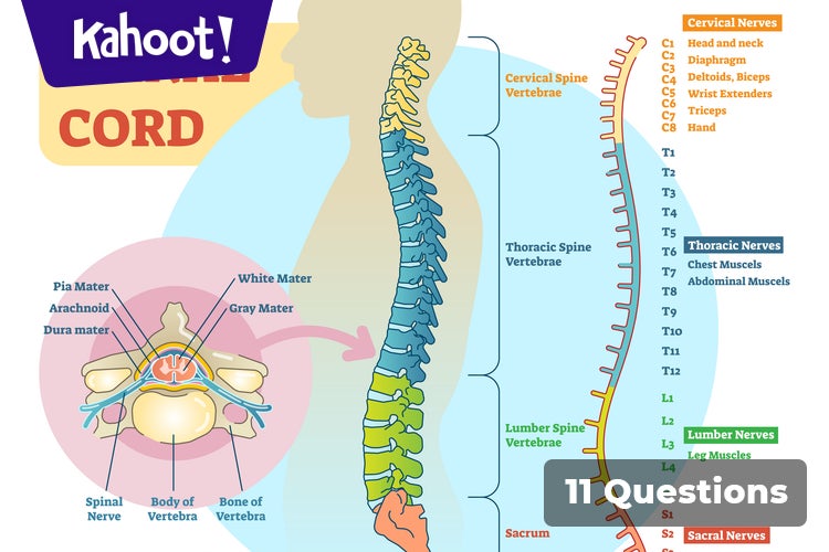 Nervous System Anatomy - Kahoot! Quiz