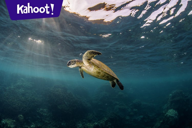 ESS Review: 2.3 Flows of energy and matter - Kahoot! Quiz