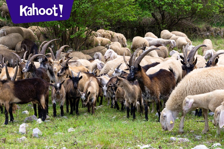 Tournament 9/5 & Sheep, Goats and Cattle - Kahoot! Quiz