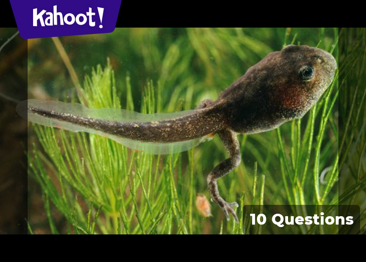 Classification Of Animals - Kahoot! Quiz