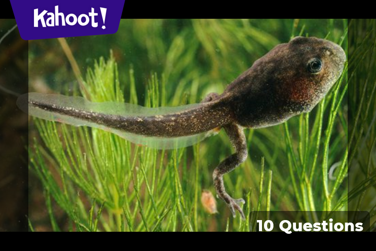 Classification Of Animals - Kahoot! Quiz