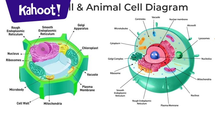 Module 3: Cell Structure and Function Test Review - Kahoot! Quiz