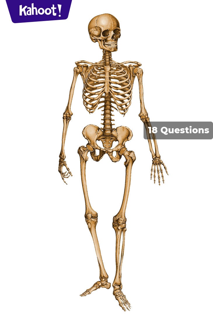 SGES Science Year 7 The Human Skeleton - Kahoot! Quiz