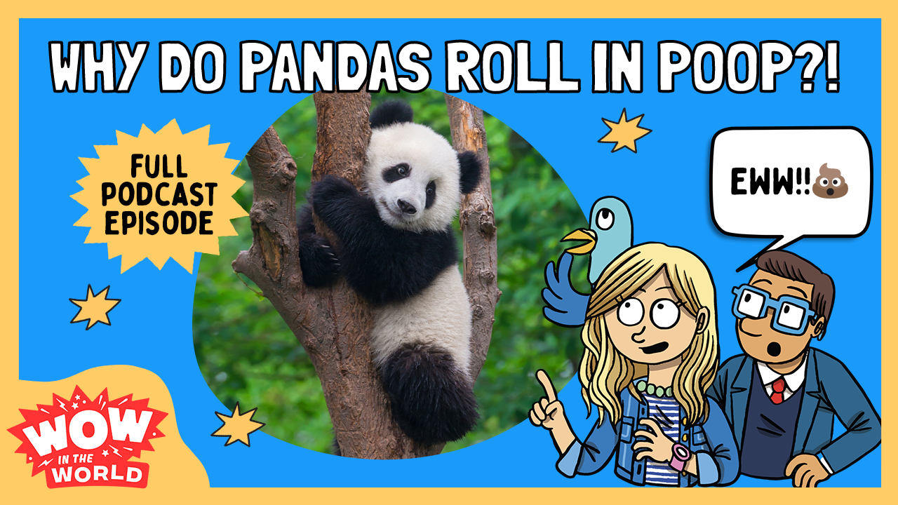Poo Poo Panda Party! - Kahoot! Quiz