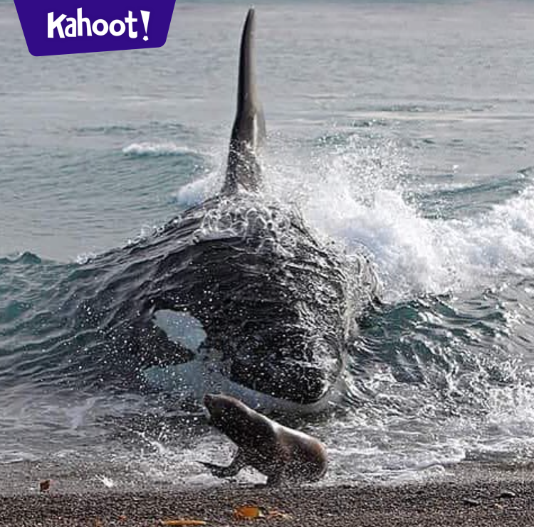 WCAS test prep - Kahoot! Quiz