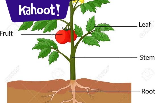 Plants - Kahoot! Quiz