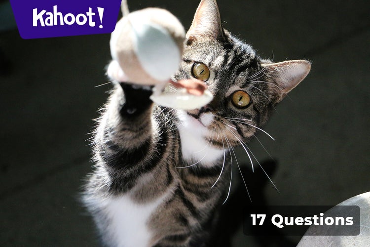 103 Cat Families - Kahoot! Quiz