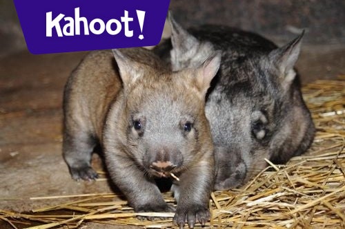 Guess The Animal! - Kahoot! Quiz