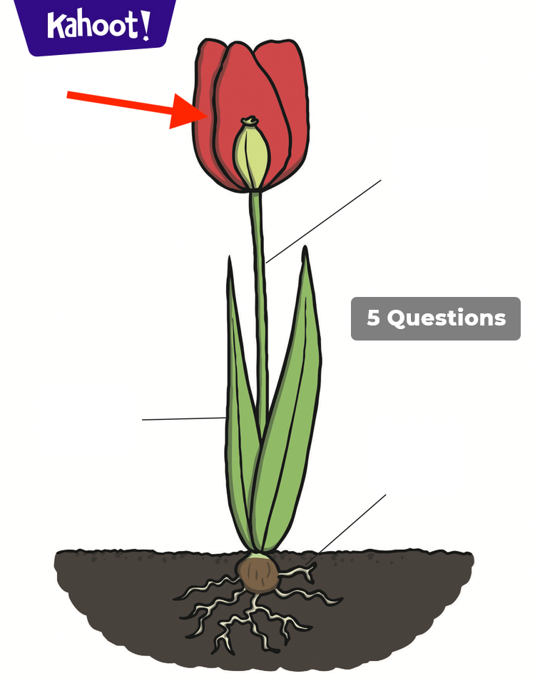 L4 - Plants - Kahoot! Quiz