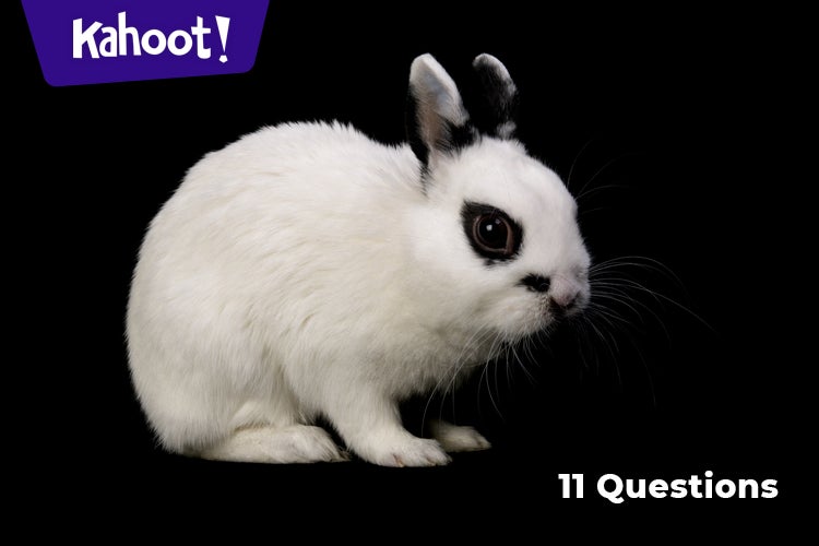 Rabbits - Kahoot! Quiz