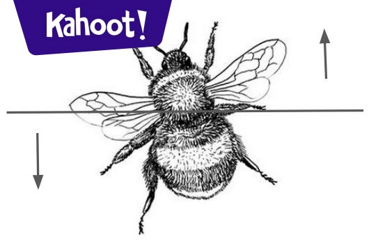 Insect Anatomy - Kahoot! Quiz