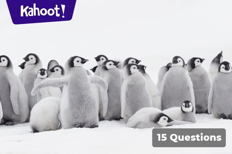 Animals! - Kahoot! Quiz