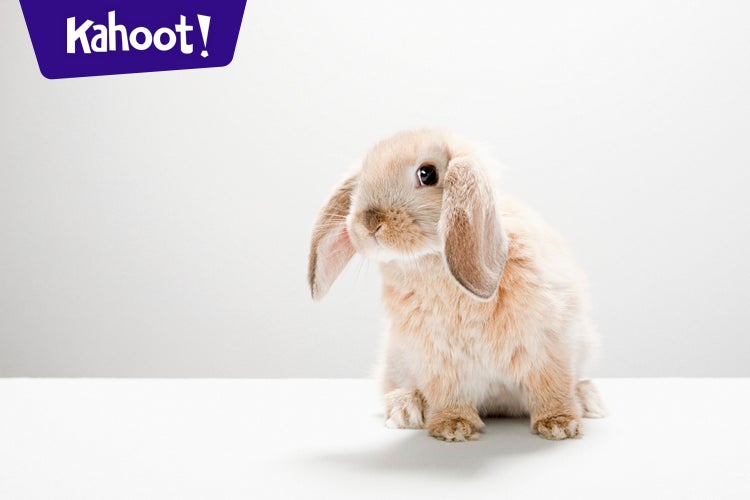 Rabbits - Systemic Pathology - Kahoot! Quiz
