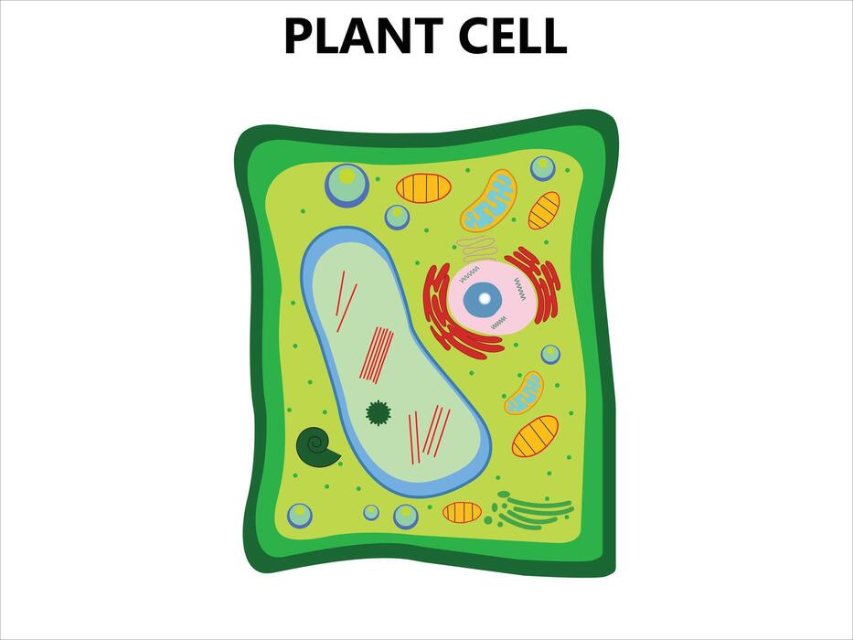 Label a Plant Cell - Kahoot! Quiz