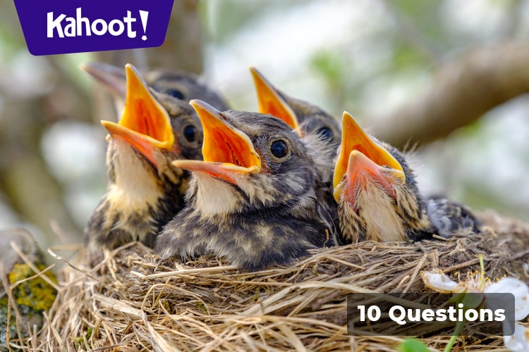 Baby Animals Part II - Kahoot! Quiz