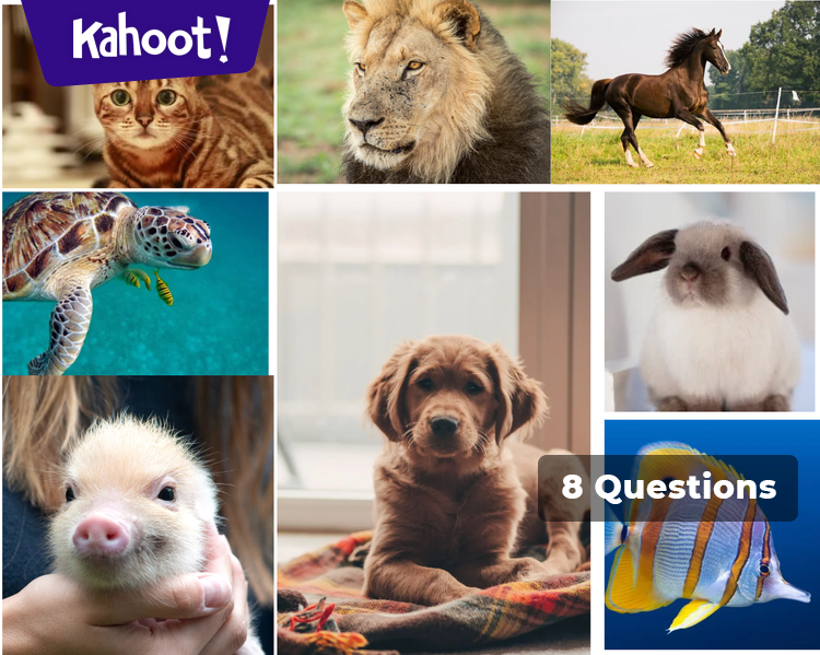 Animal Pin Fun - Kahoot! Quiz