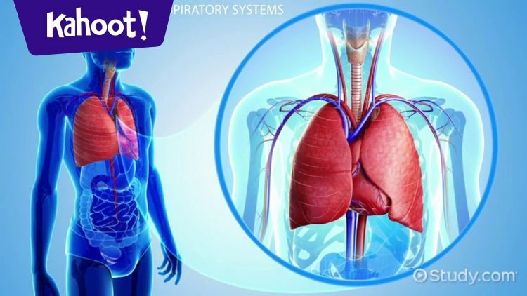 Respiratory and Circulatory Systems - Kahoot! Quiz