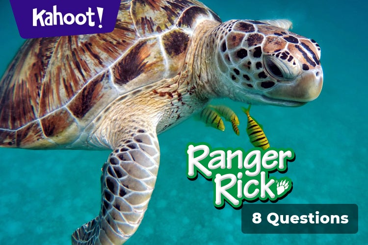 Sea Turtles - Kahoot! Quiz