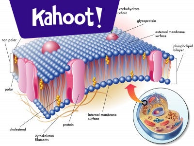 Homeostasis and Cell Membranes - Kahoot! Quiz