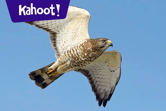 Assisted Hints Forest Bird visual ID - Kahoot! Quiz