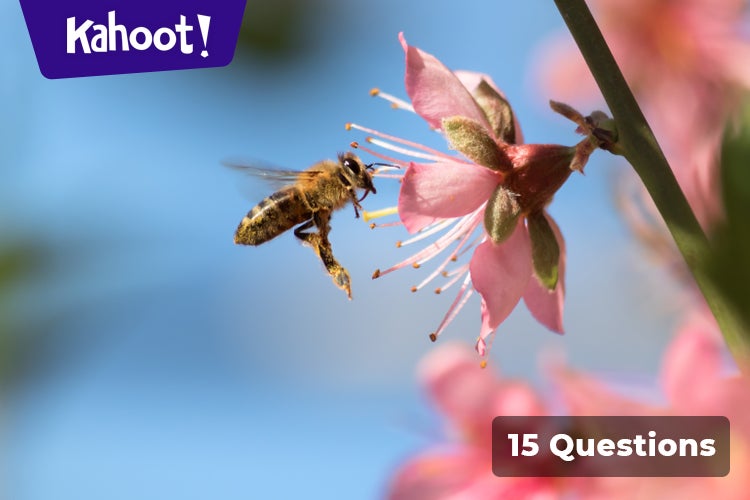 Pollination Week - Kahoot! Quiz