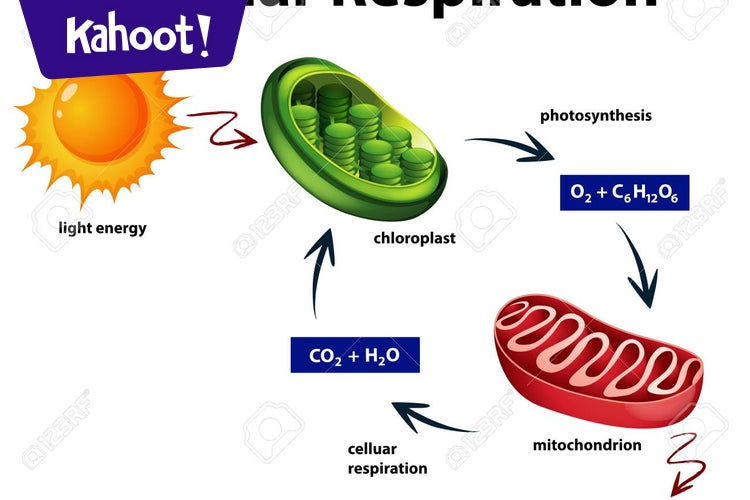 Respiration & respiratory system - Kahoot! Quiz
