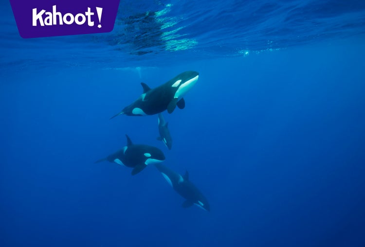 Fall Final Review - Kahoot! Quiz