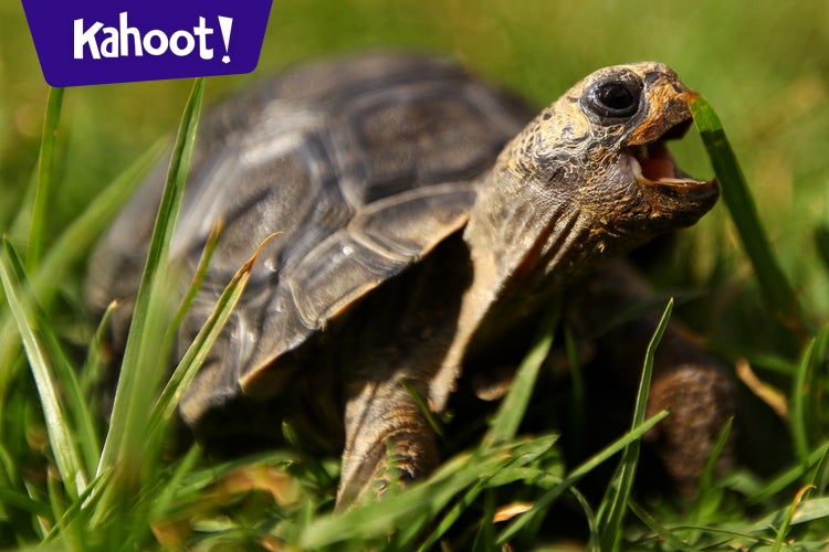 VTAR DE 110 Module 2 - Terminology - Kahoot! Quiz